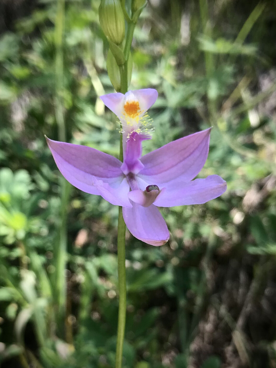 Calopogon tuberosus (EASTERN GRASS PINK) – Special Vegetation