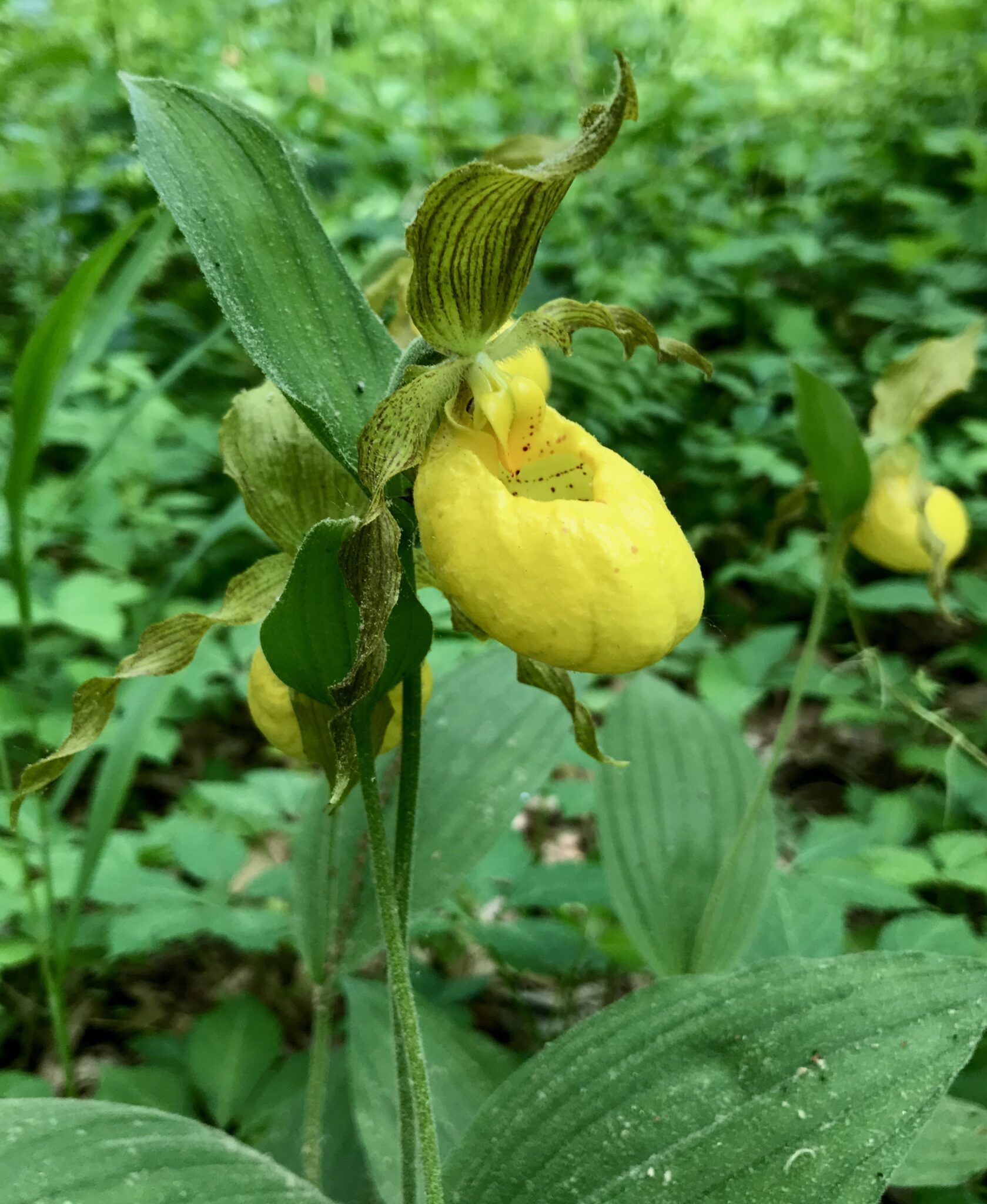 Cypripedium parviflorum var. pubescens (LARGE YELLOW LADY’S-SLIPPER ...