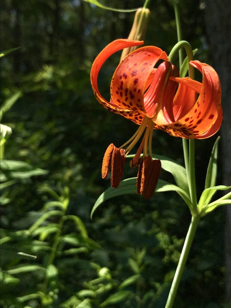 Michigan Lily (Lilium michiganense) | Special Vegetation