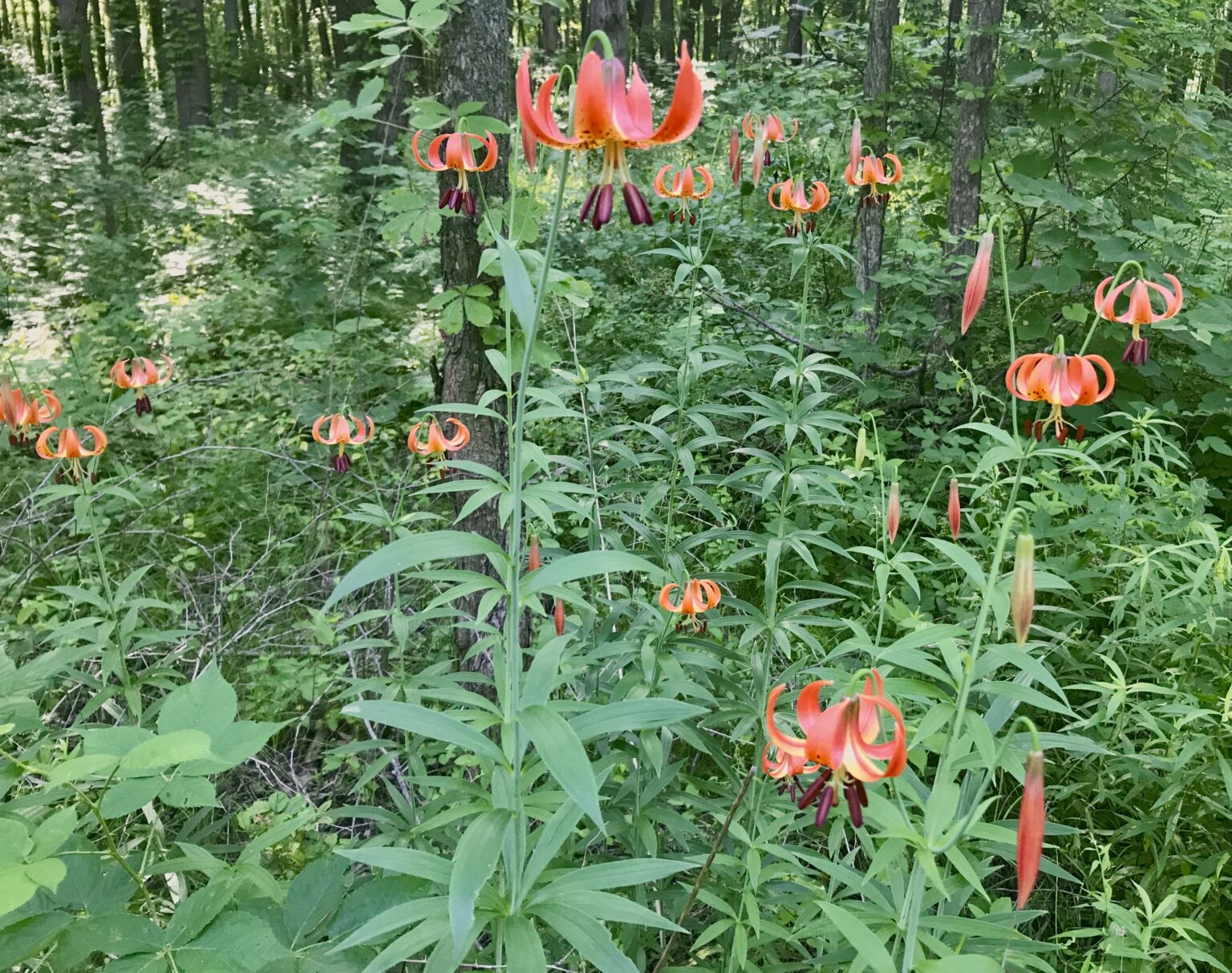 Lilium michiganense (MICHIGAN LILY) – Special Vegetation