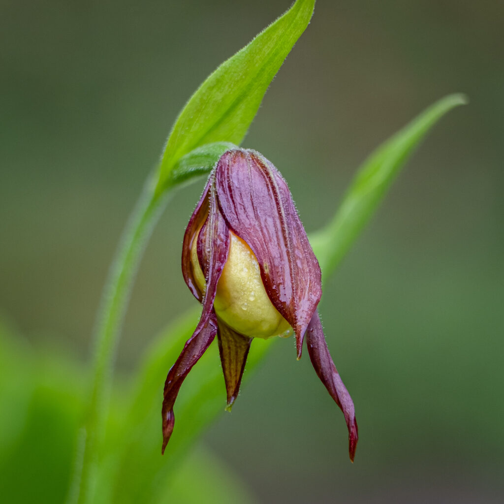 Small Yellow Lady's Slipper | SPECIAL VEGETATION ORCHIDS & MORE