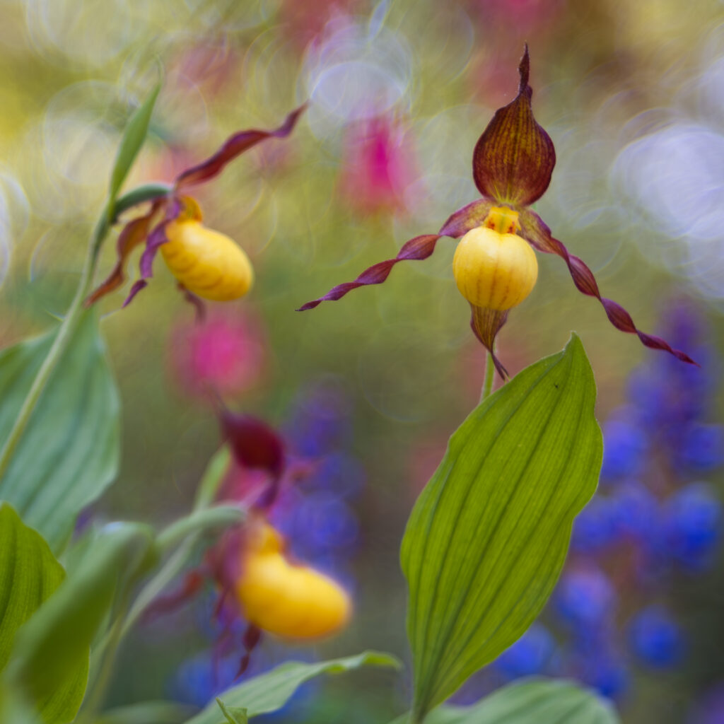 Small Yellow Lady's Slipper | SPECIAL VEGETATION ORCHIDS & MORE