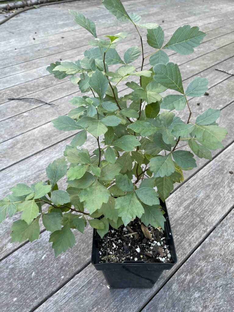 Fragrant Sumac (Rhus aromatica) - Special Vegetation