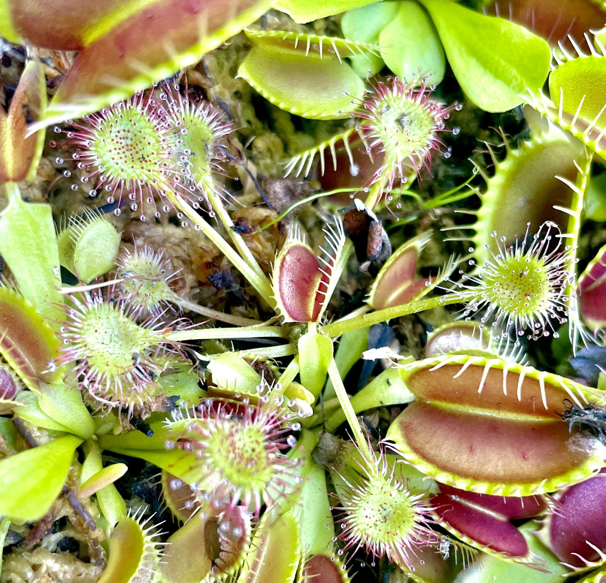 Round-Leaved Sundew (Drosera rotundifolia) | SPECIAL VEGETATION ORCHIDS ...