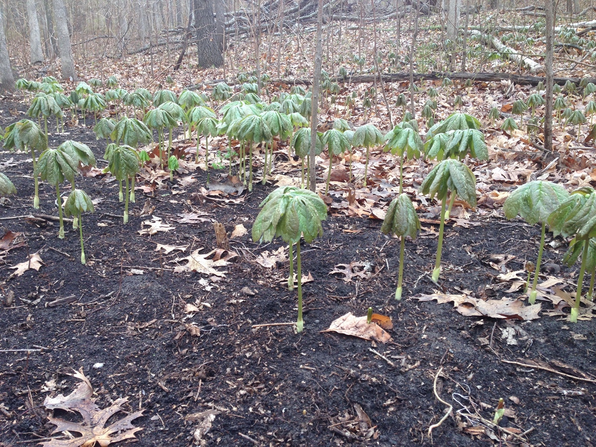 Dune Acres - Special Vegetation